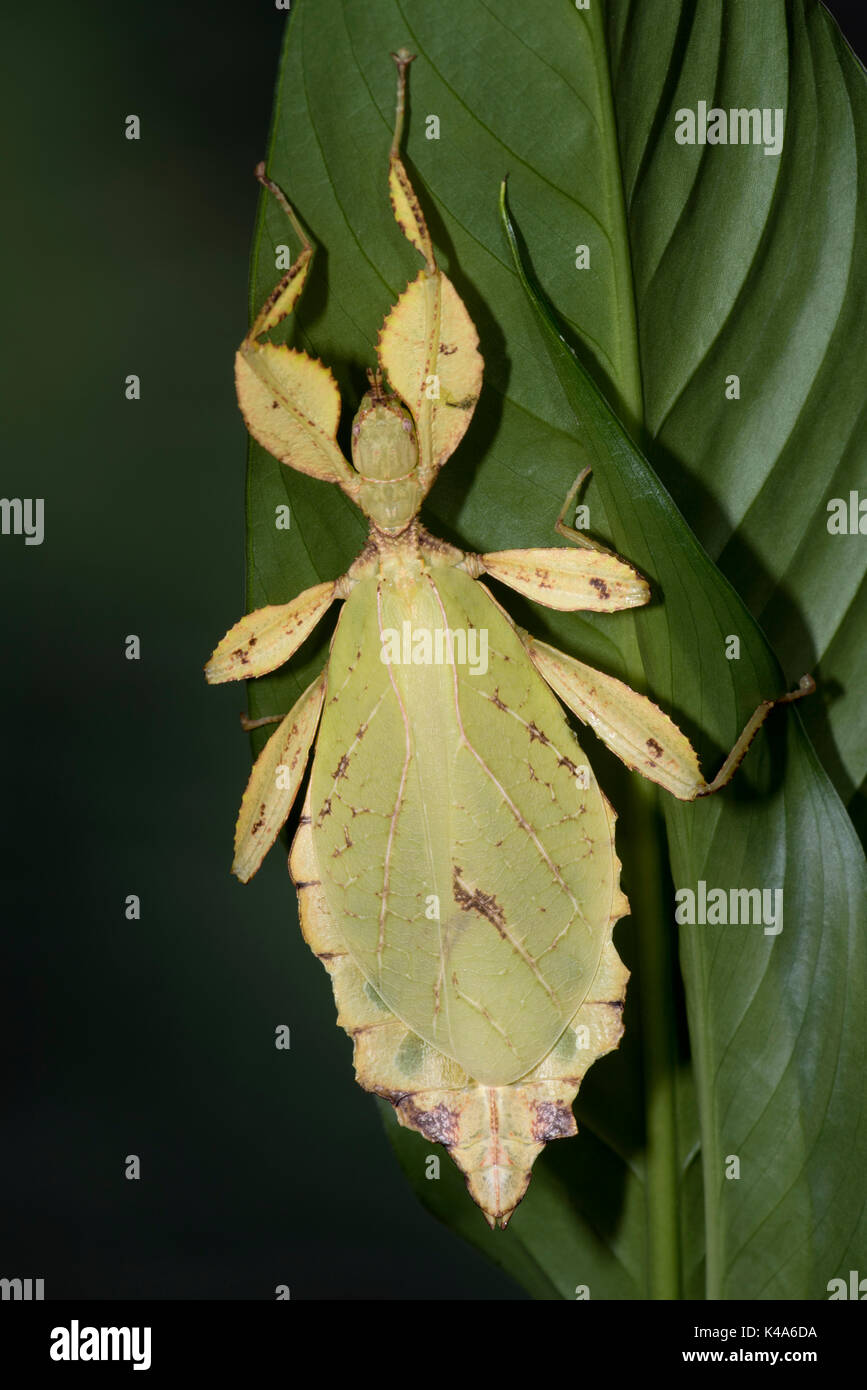 Gray's Leaf Insect, Phyllium philippinicum, native to west Malaysia ...