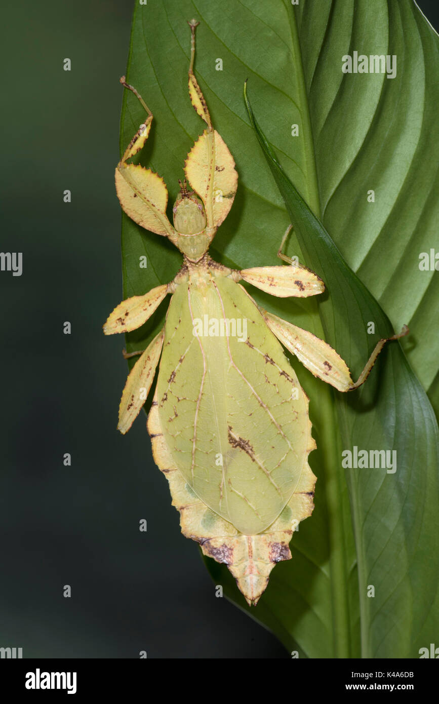 Gray's Leaf Insect, Phyllium philippinicum, native to west Malaysia ...
