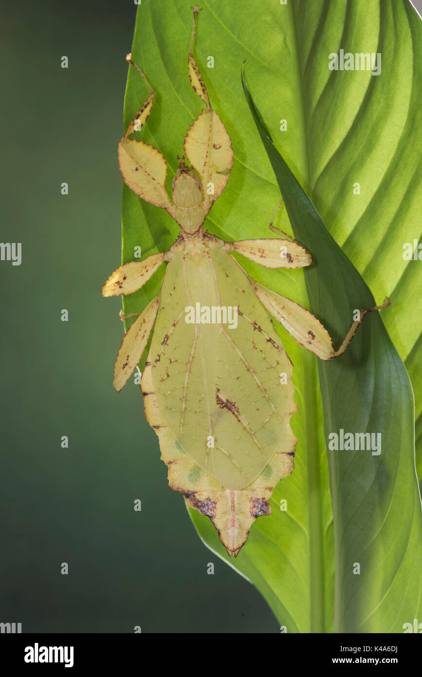Gray's Leaf Insect, Phyllium philippinicum, native to west Malaysia ...