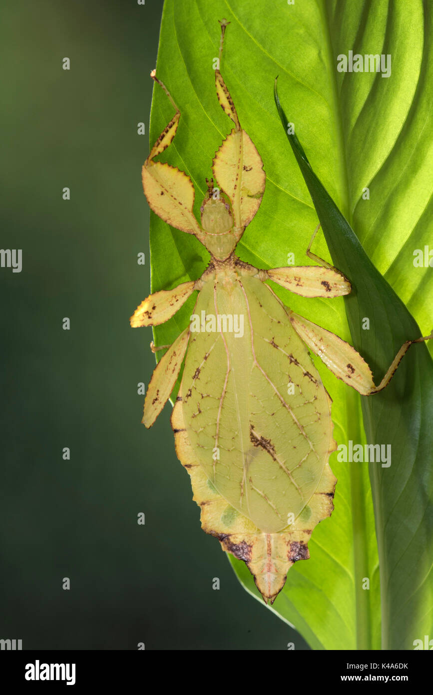 Gray's Leaf Insect, Phyllium philippinicum, native to west Malaysia ...