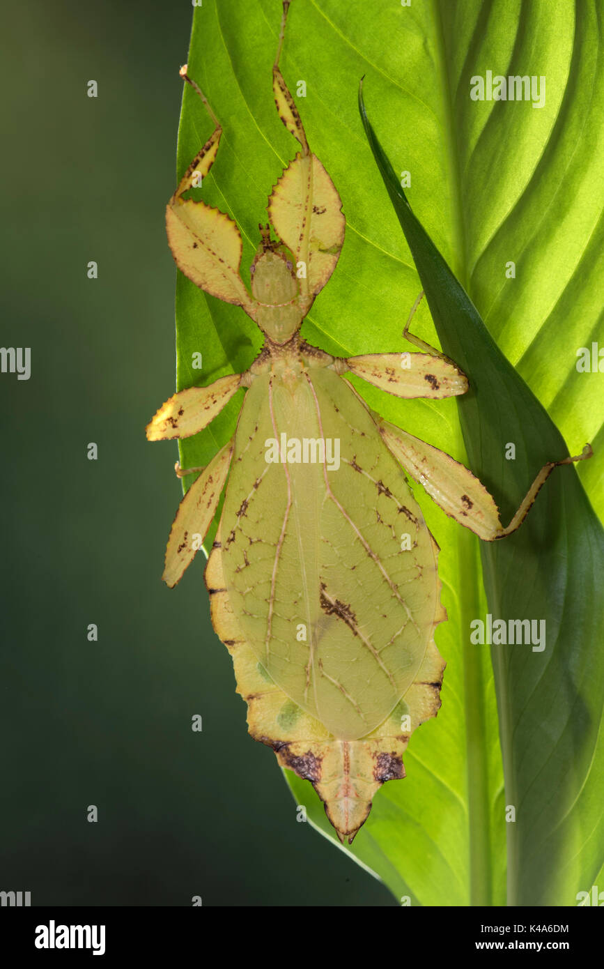 Gray's Leaf Insect, Phyllium philippinicum, native to west Malaysia ...