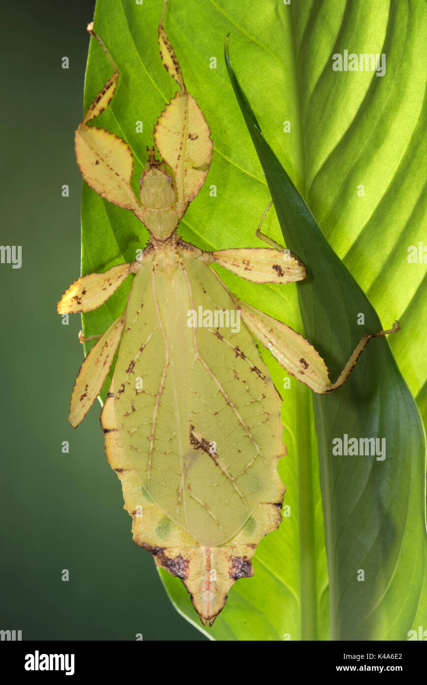 Gray's Leaf Insect, Phyllium philippinicum, native to west Malaysia ...