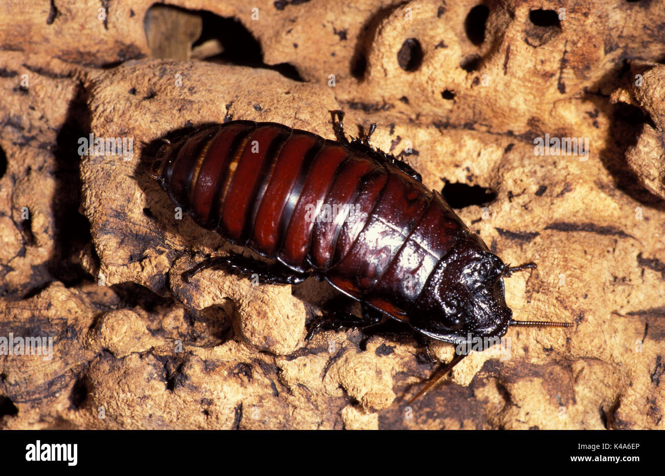 Hissing Cockroach, Gromphadorhina portentosa, makes hissing sound to ...