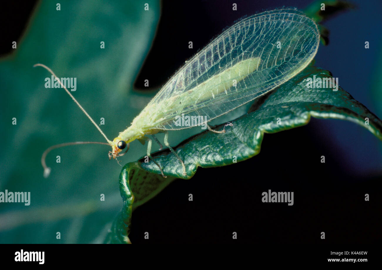 Green Lacewing, Chrysopa carnea, on leaf showing eyes, body, legs ...