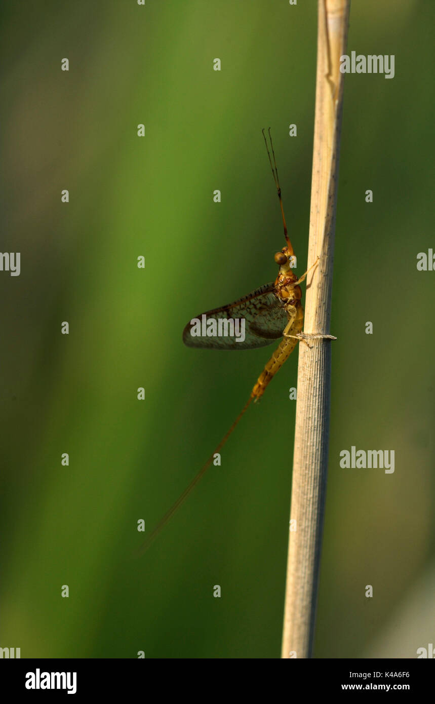 Mayfly larvae hi-res stock photography and images - Alamy