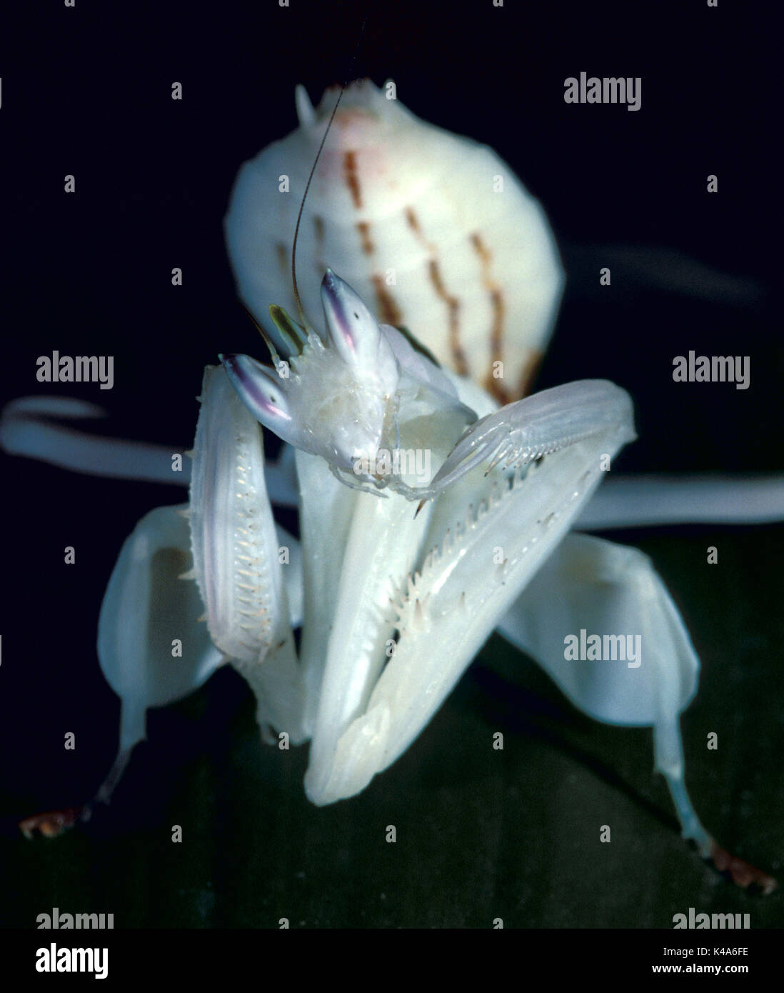 Malaysian Orchid Mantis, Hymenopus coronatus, Flower, white Stock Photo ...