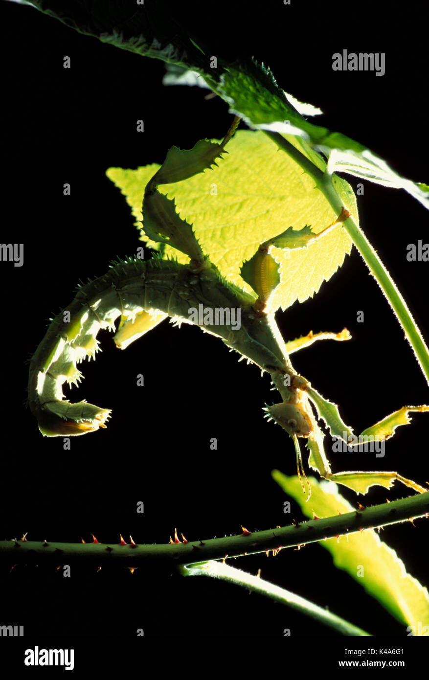 Phasma sp hi-res stock photography and images - Alamy