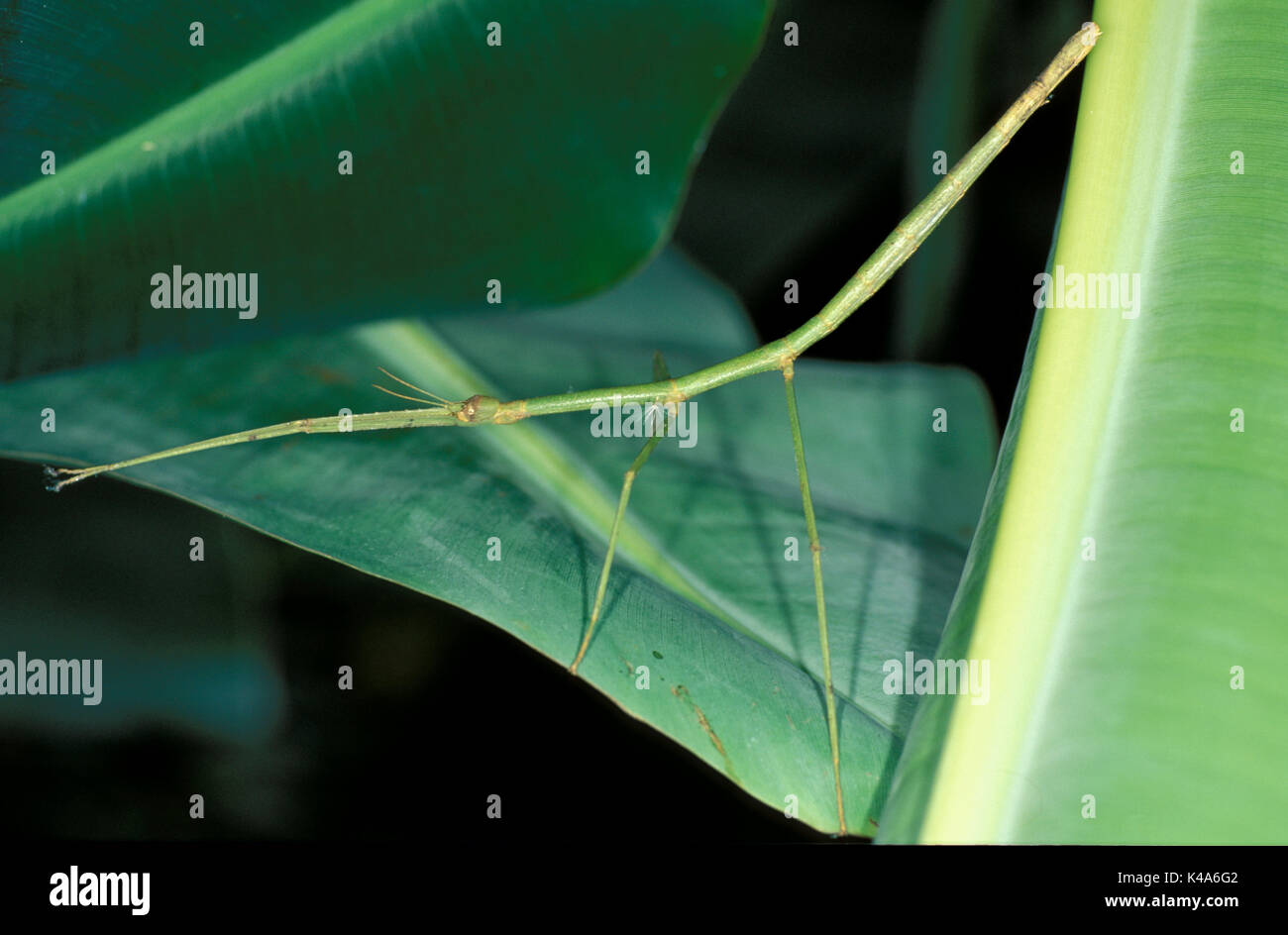 Insect walking hi-res stock photography and images - Alamy