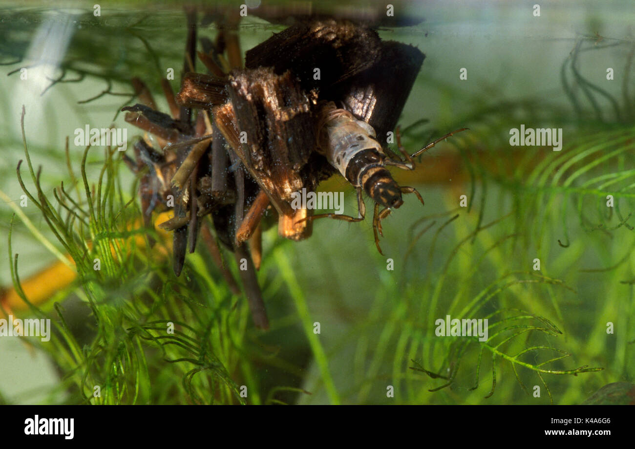 Caddis Fly Larvae, Limnephilidae sp, with bits from pond stuck on ...