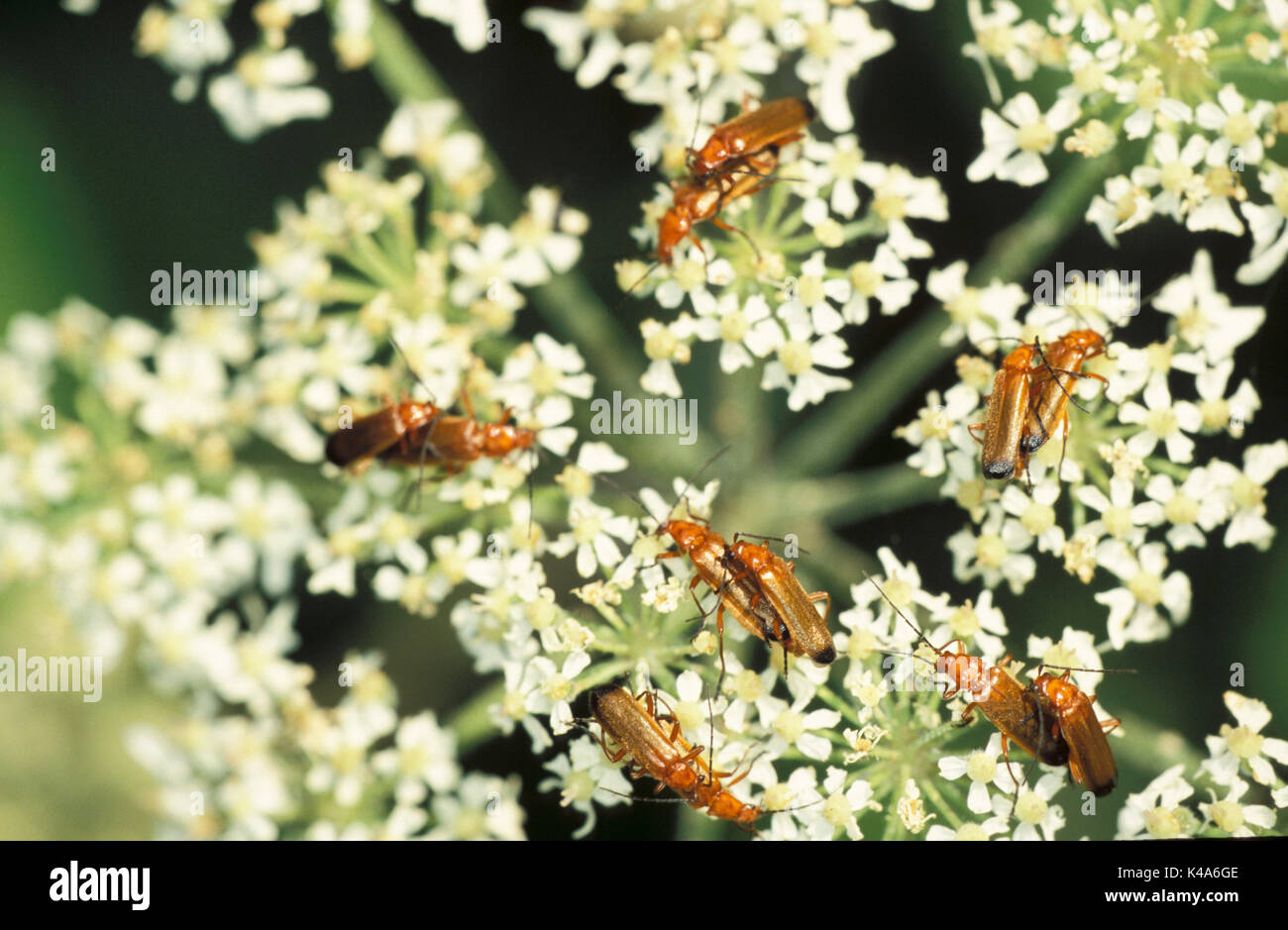 Soldier beetle parsley hi-res stock photography and images - Alamy