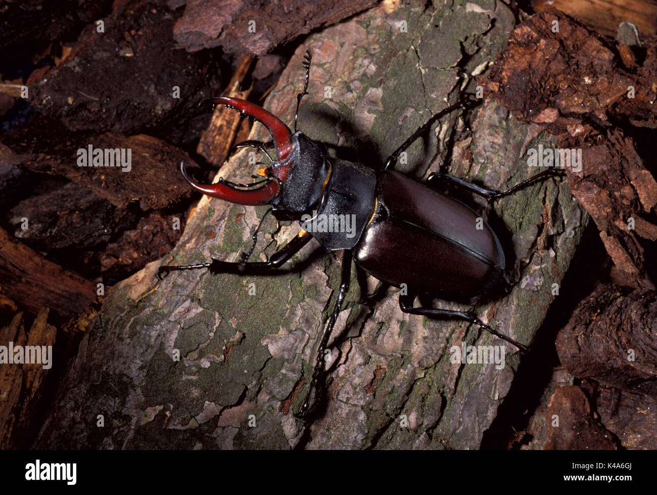 Large mandibles hi-res stock photography and images - Alamy