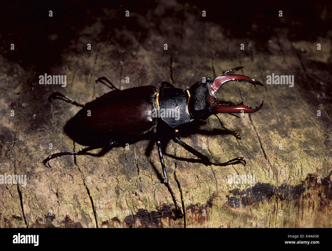 Large mandibles hi-res stock photography and images - Alamy