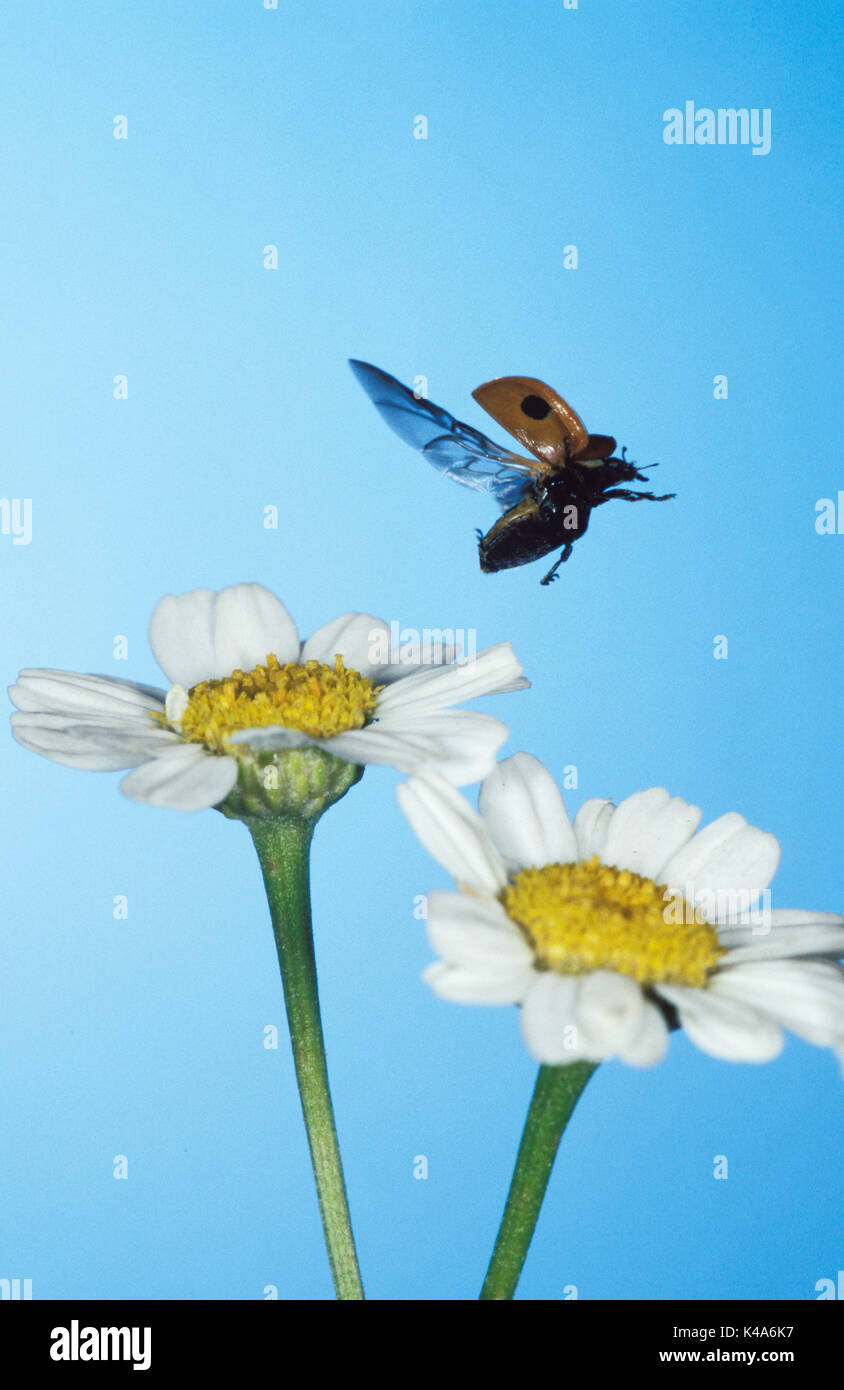 2 Spot Ladybird, Adalia bipunctata, adult in flight, flying, daisy ...