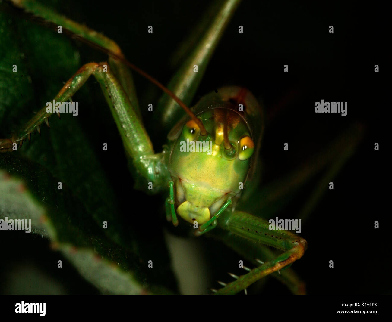 Green Bush Cricket, Tettigonia sp. close up of face showing eyes ...