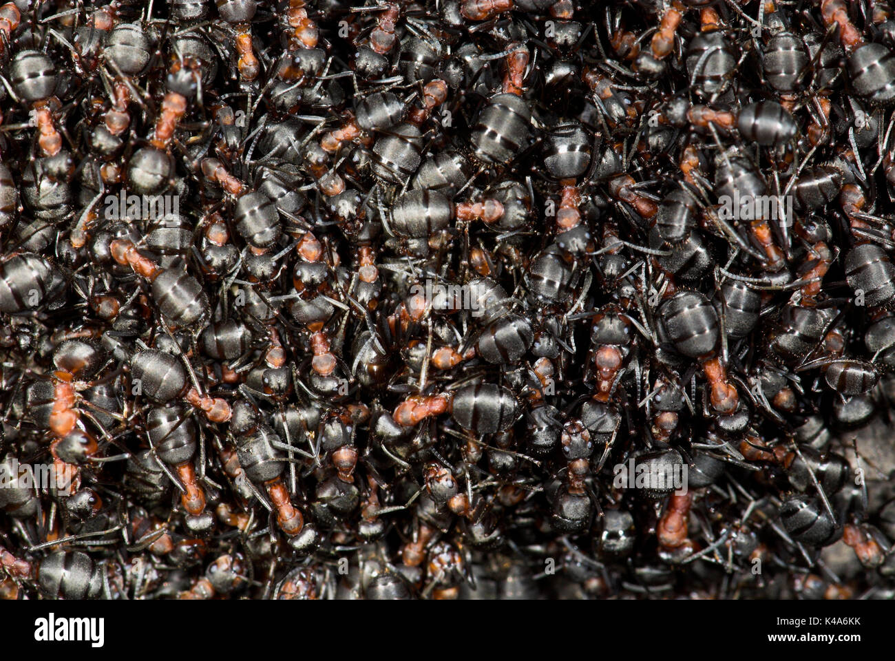 Forest ecosystem workers hi-res stock photography and images - Alamy