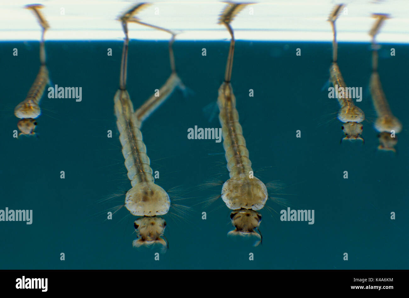 Mosquito culex pipiens hi-res stock photography and images - Alamy