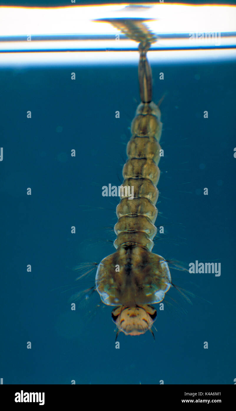 Larvae of mosquito (Culex pipiens) hanging from surface of water Stock ...