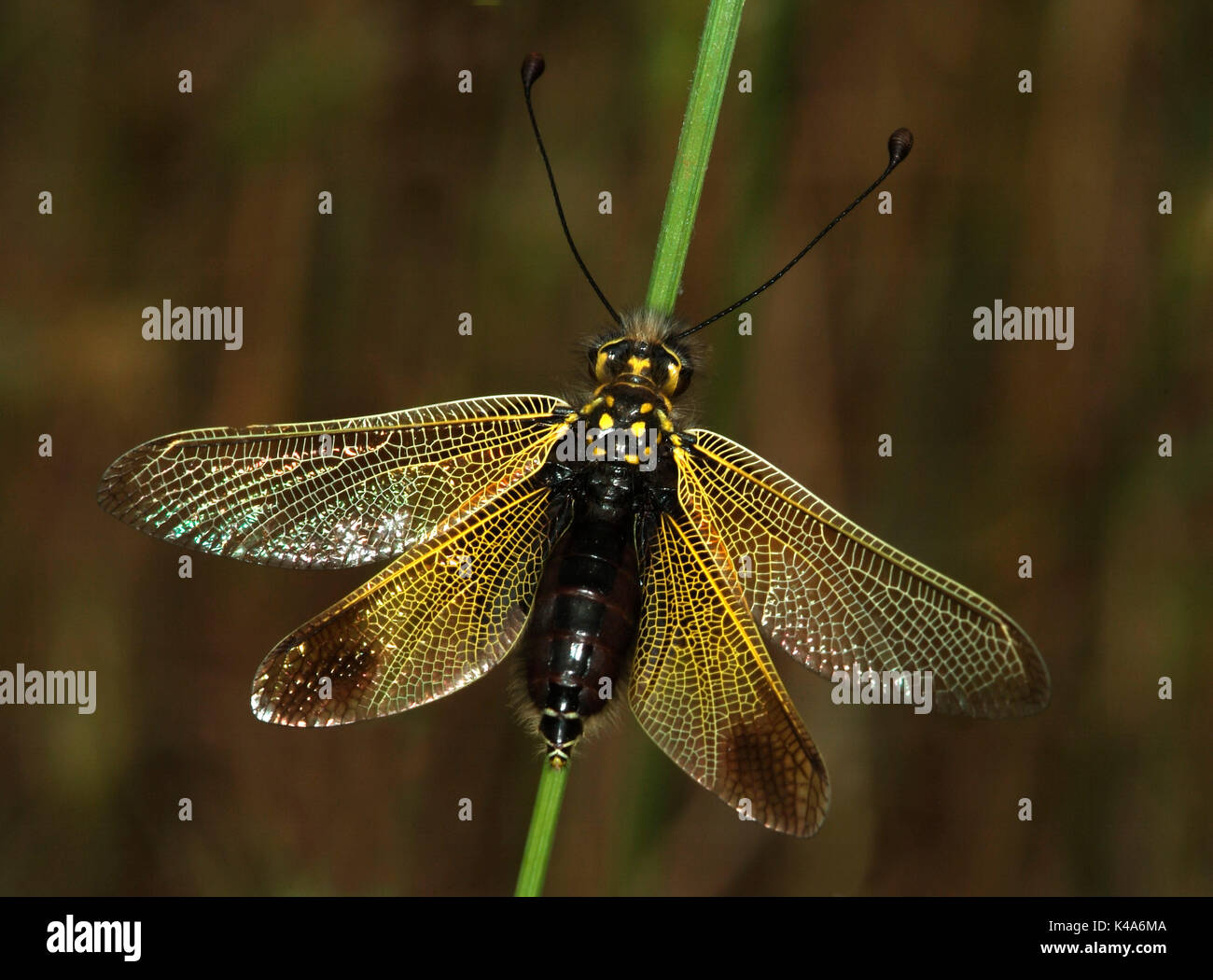 Ascalaphid, Libelloides ictericus, wing outstretched and long antennae ...