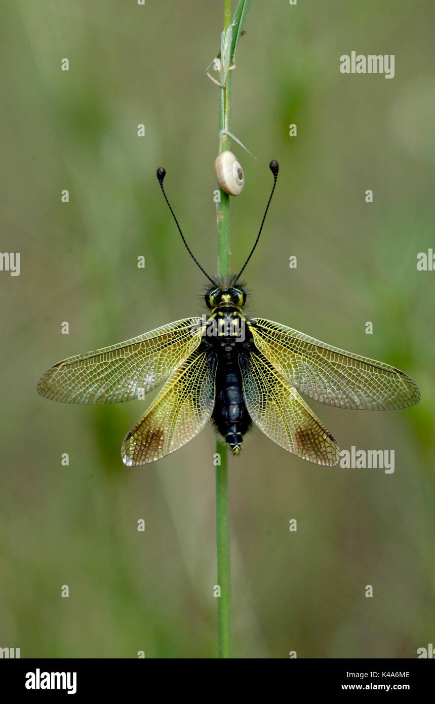 Ascalaphid, Libelloides ictericus, on grass stem, wing outstretched and ...