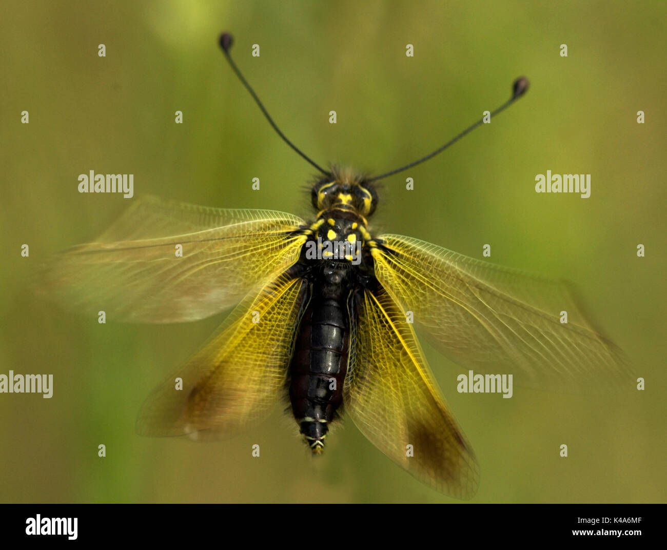 Ascalaphid, Libelloides ictericus, on grass stem, wing outstretched and ...