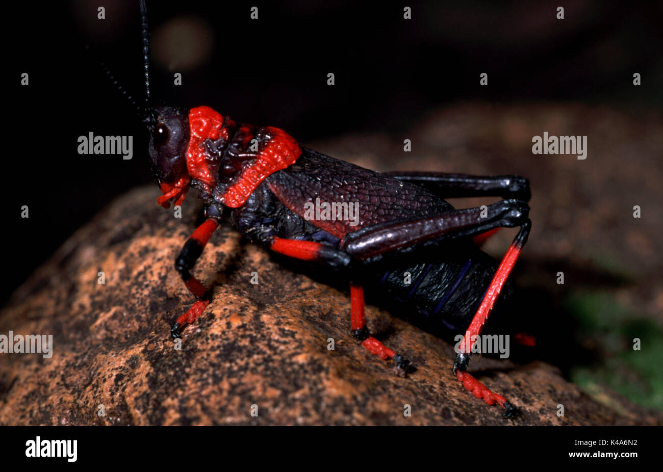 South African Grasshopper, Dictyophorus sp. colourful, red and black ...