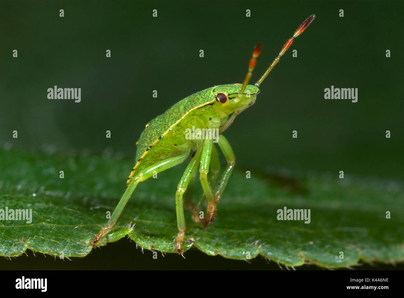 Tortoise or Shield Bug, Eurygaster maura, green nymph Stock Photo - Alamy