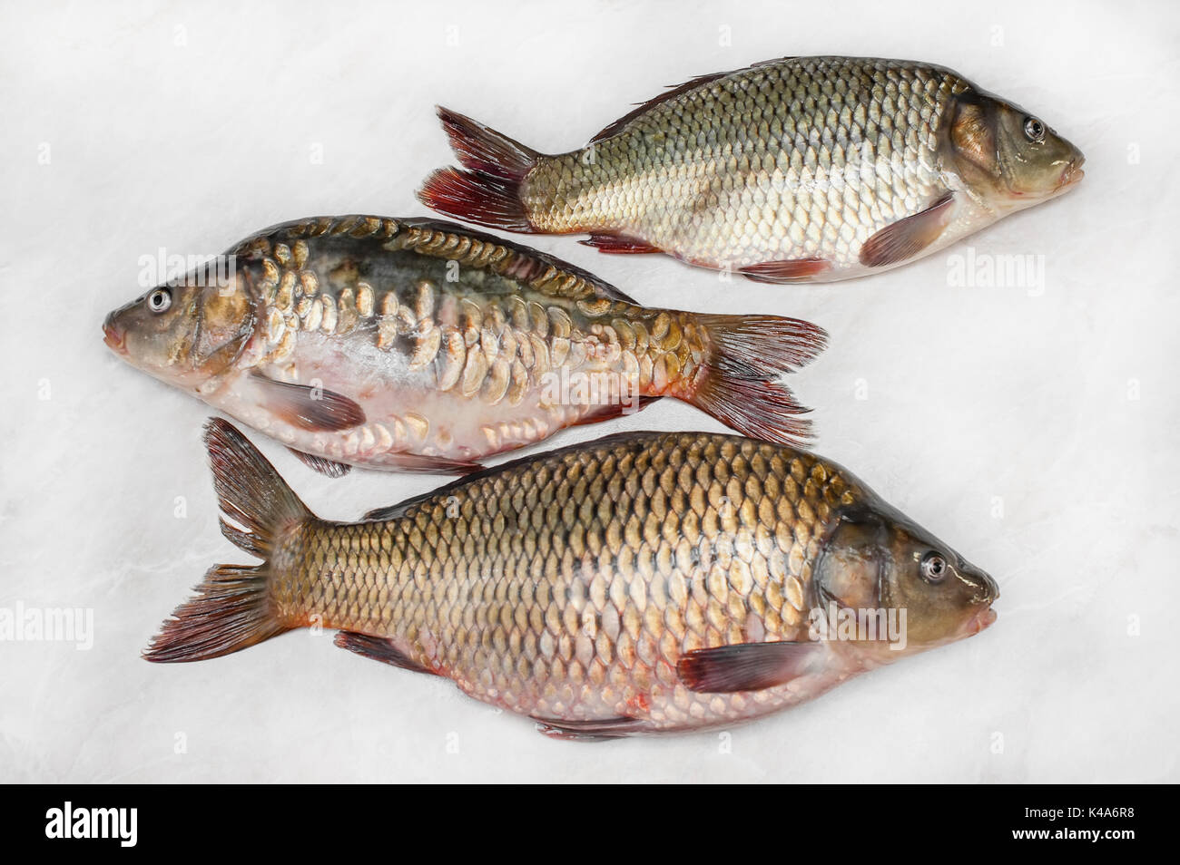 Close up carp scales hi-res stock photography and images - Alamy