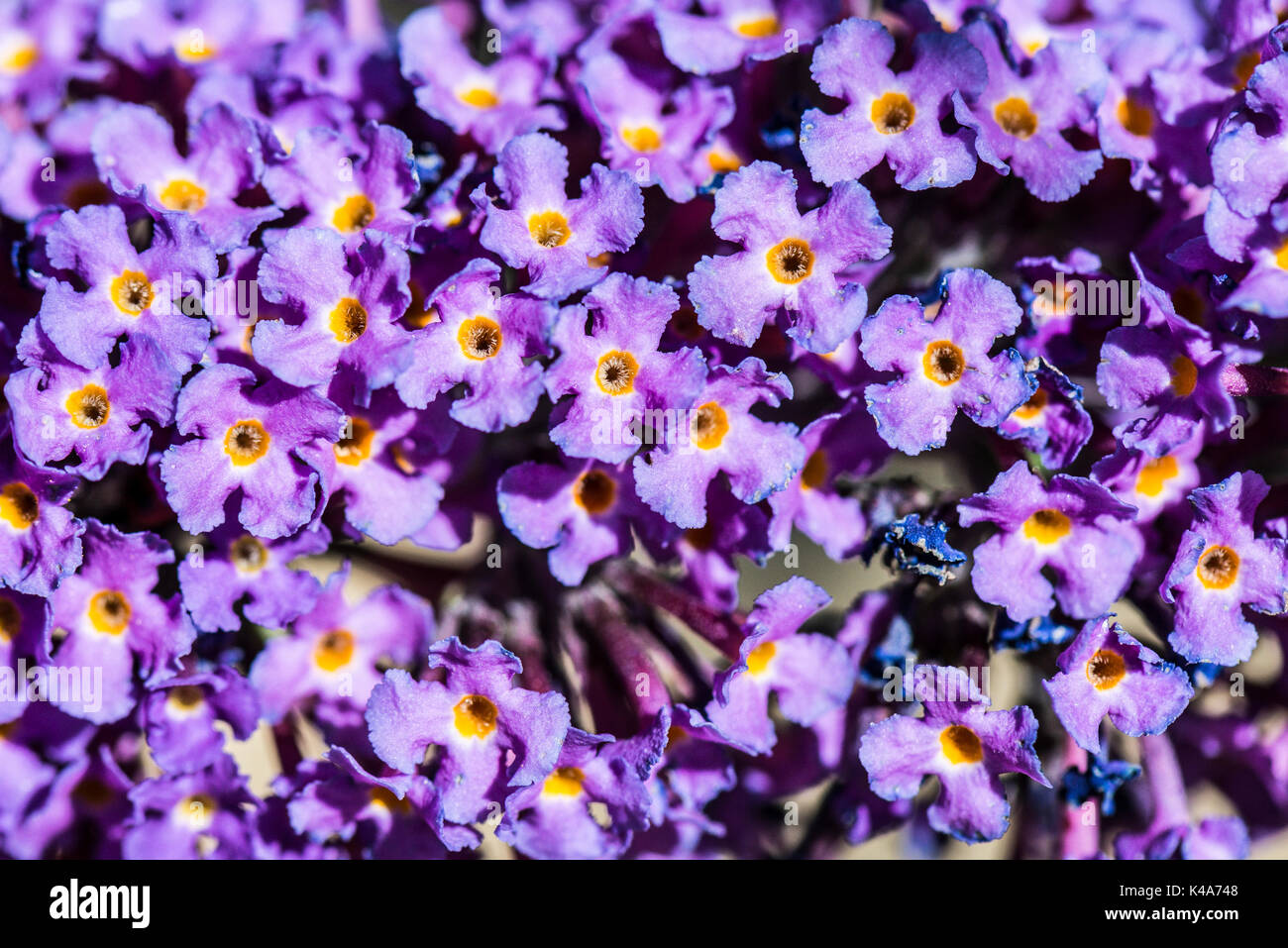 A close up of the flowers of a butterfly bush (buddleia davidii Stock ...
