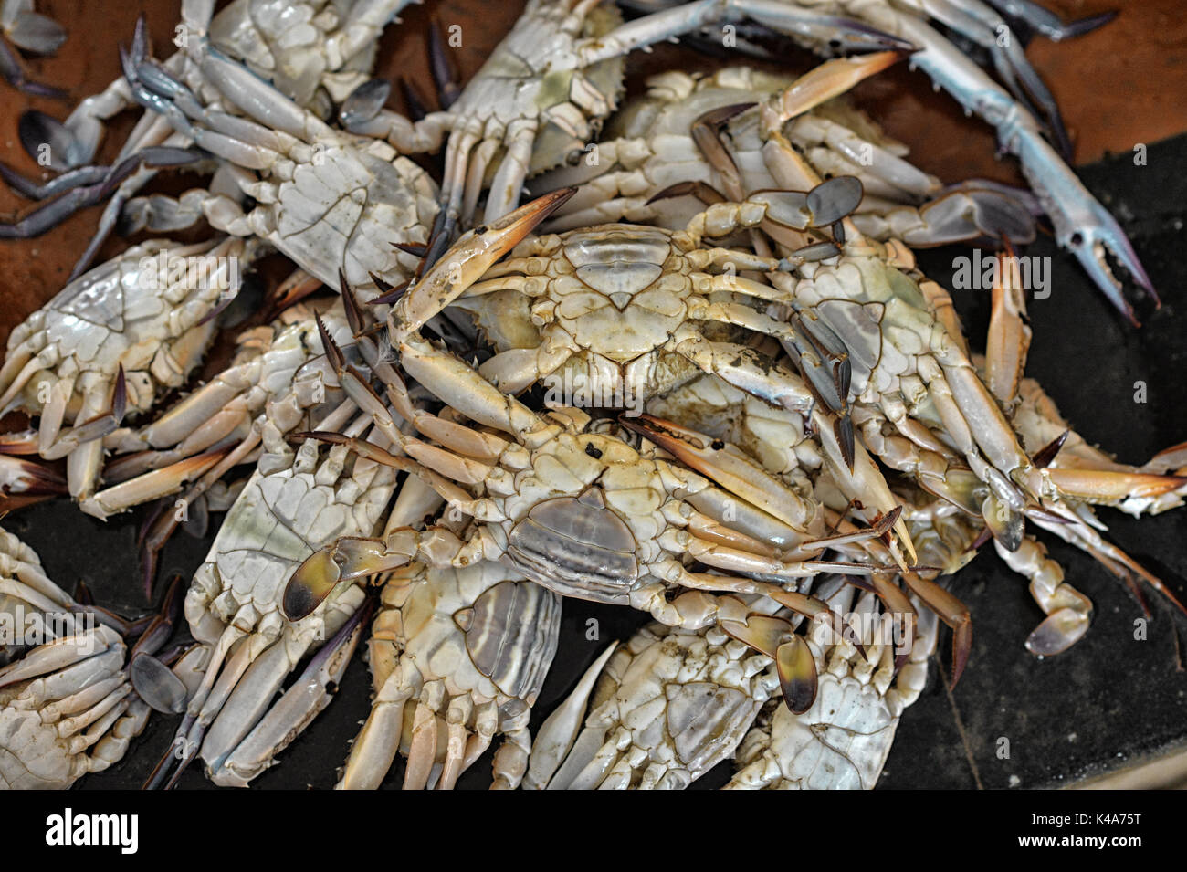 Healthy crabs hi-res stock photography and images - Alamy