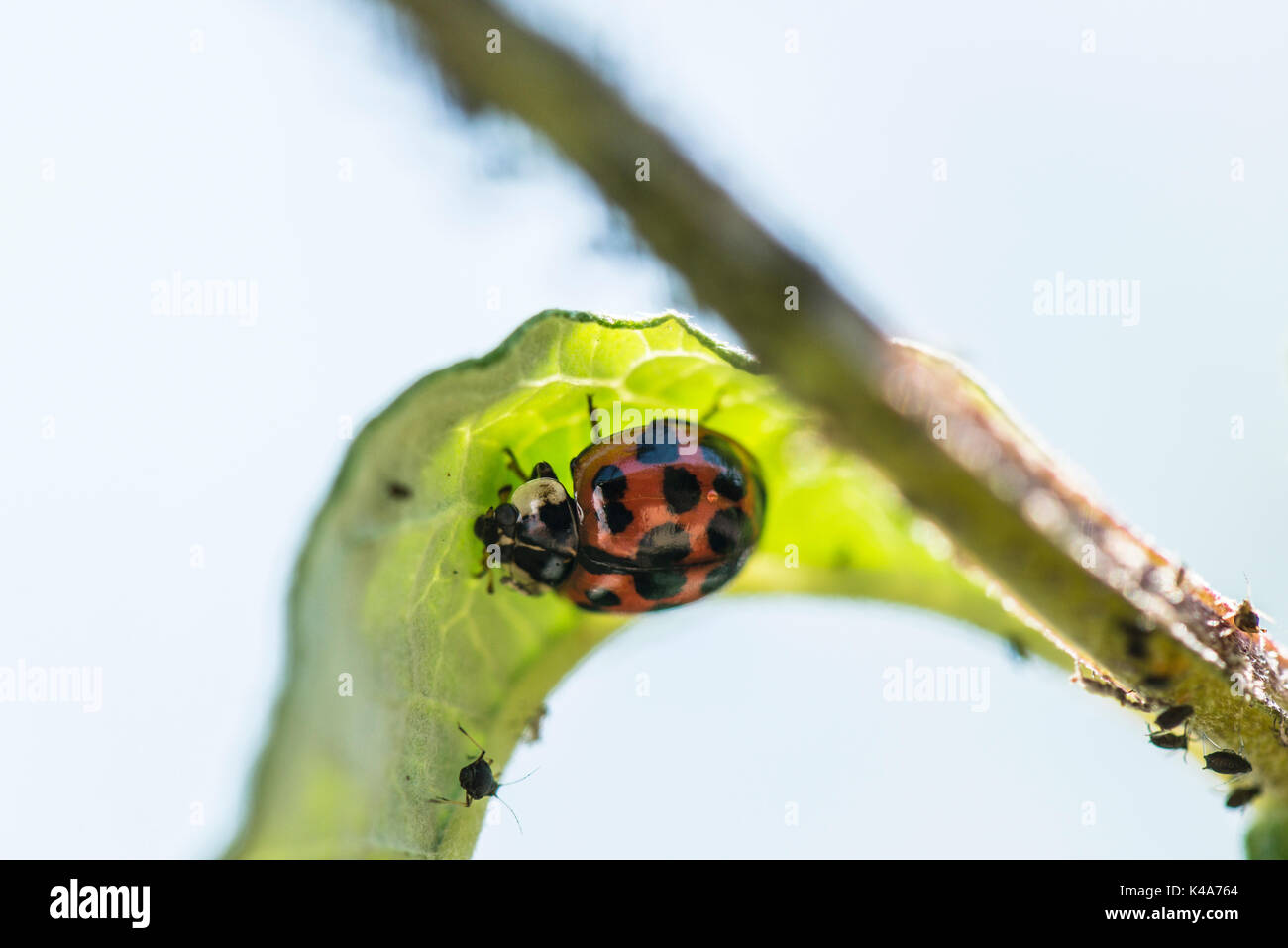 Harlequin butterfly hi-res stock photography and images - Alamy