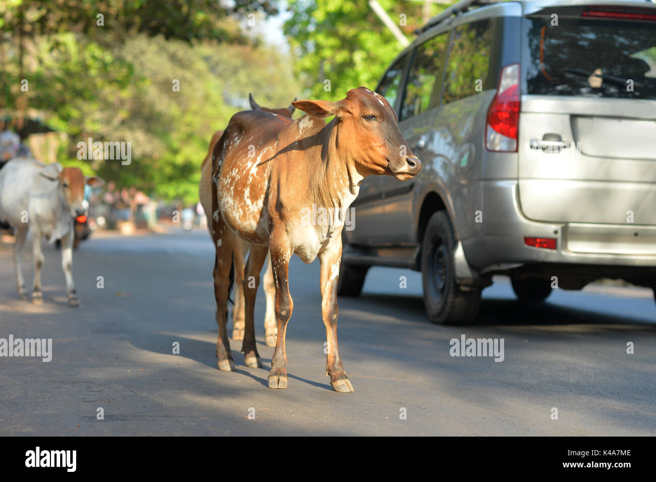 calf walking on road Stock Photo - Alamy