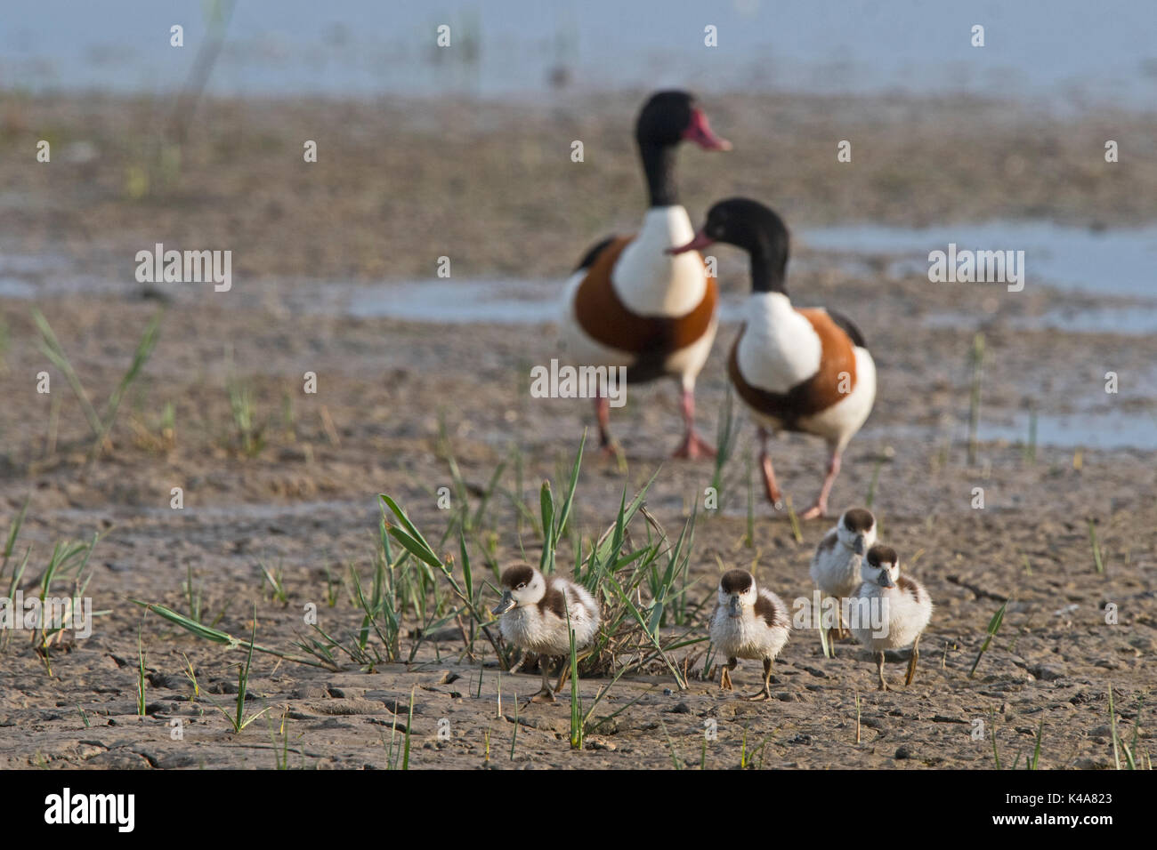 Escorts hi-res stock photography and images - Alamy