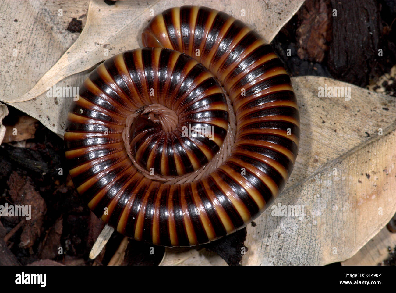 African Giant Millipede, Archispirostreptus gigas, curled up, round ...
