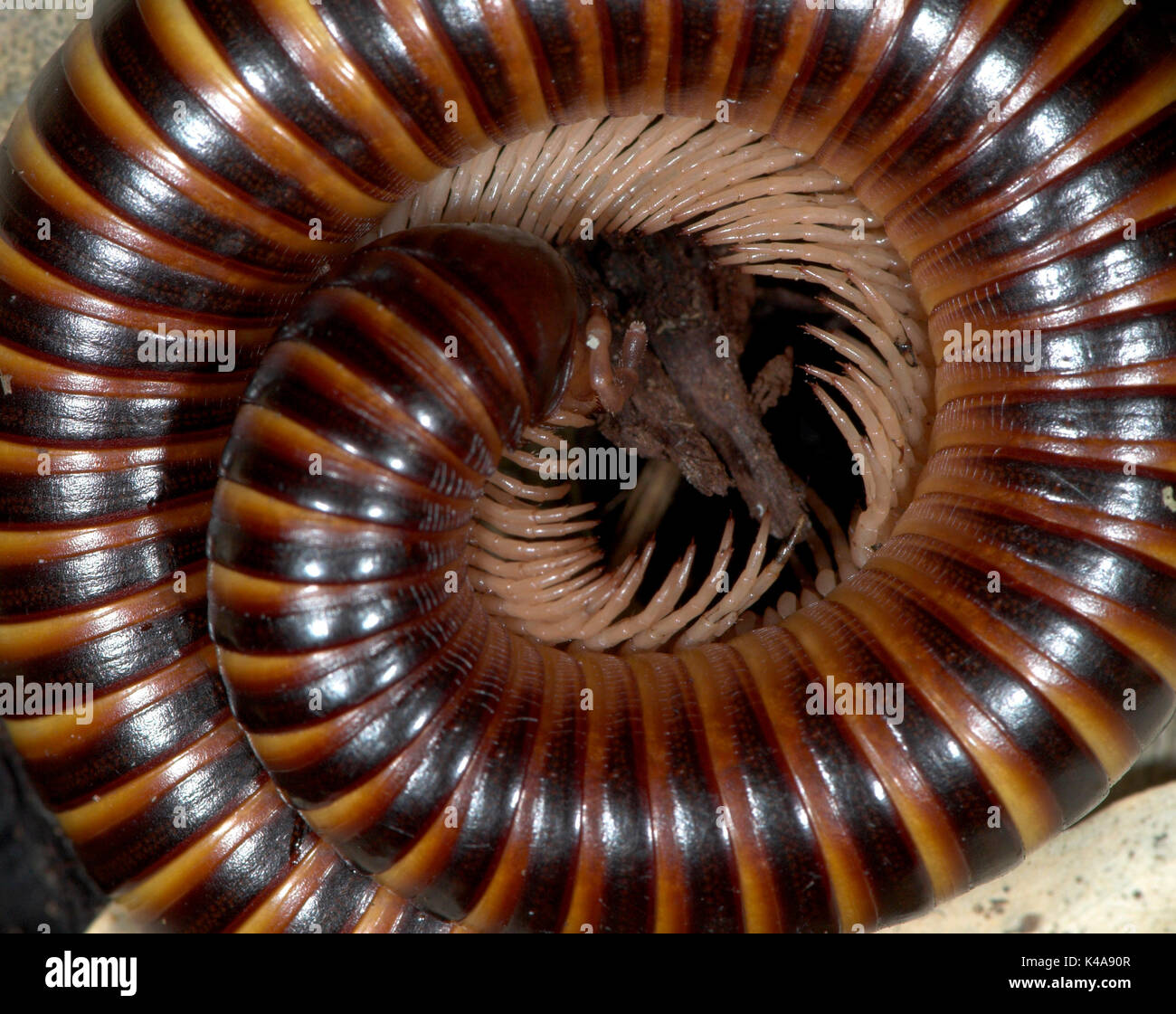 African Giant Millipede, Archispirostreptus gigas, curled up, round ...