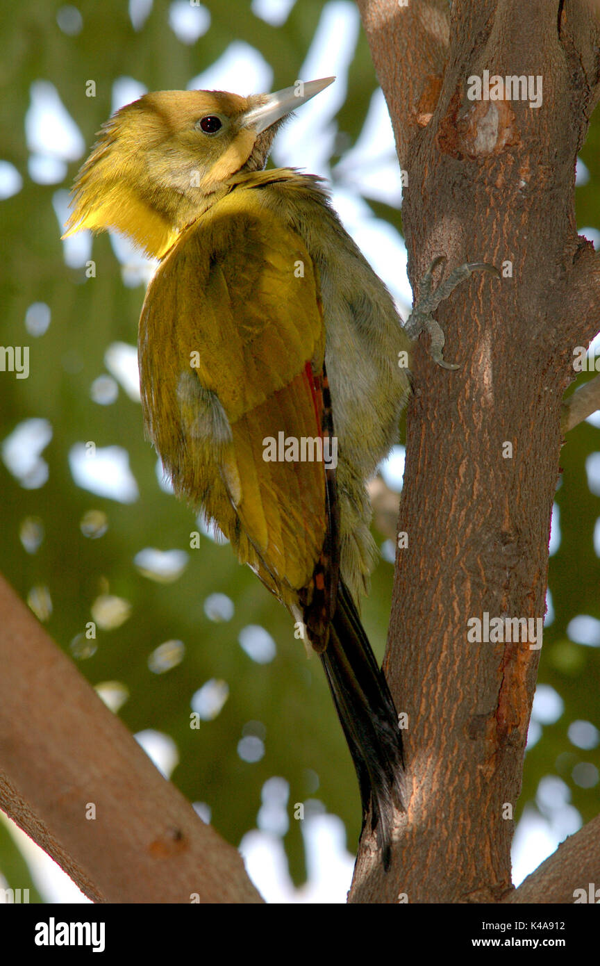 Cream-coloured Woodpecker, Celeus flavus, is a species of woodpecker ...