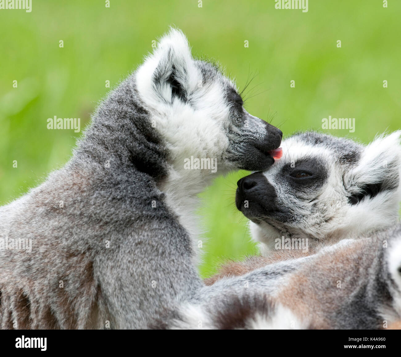 Ring Tailed Lemur, Lemur catta, captive, endemic to the island of ...