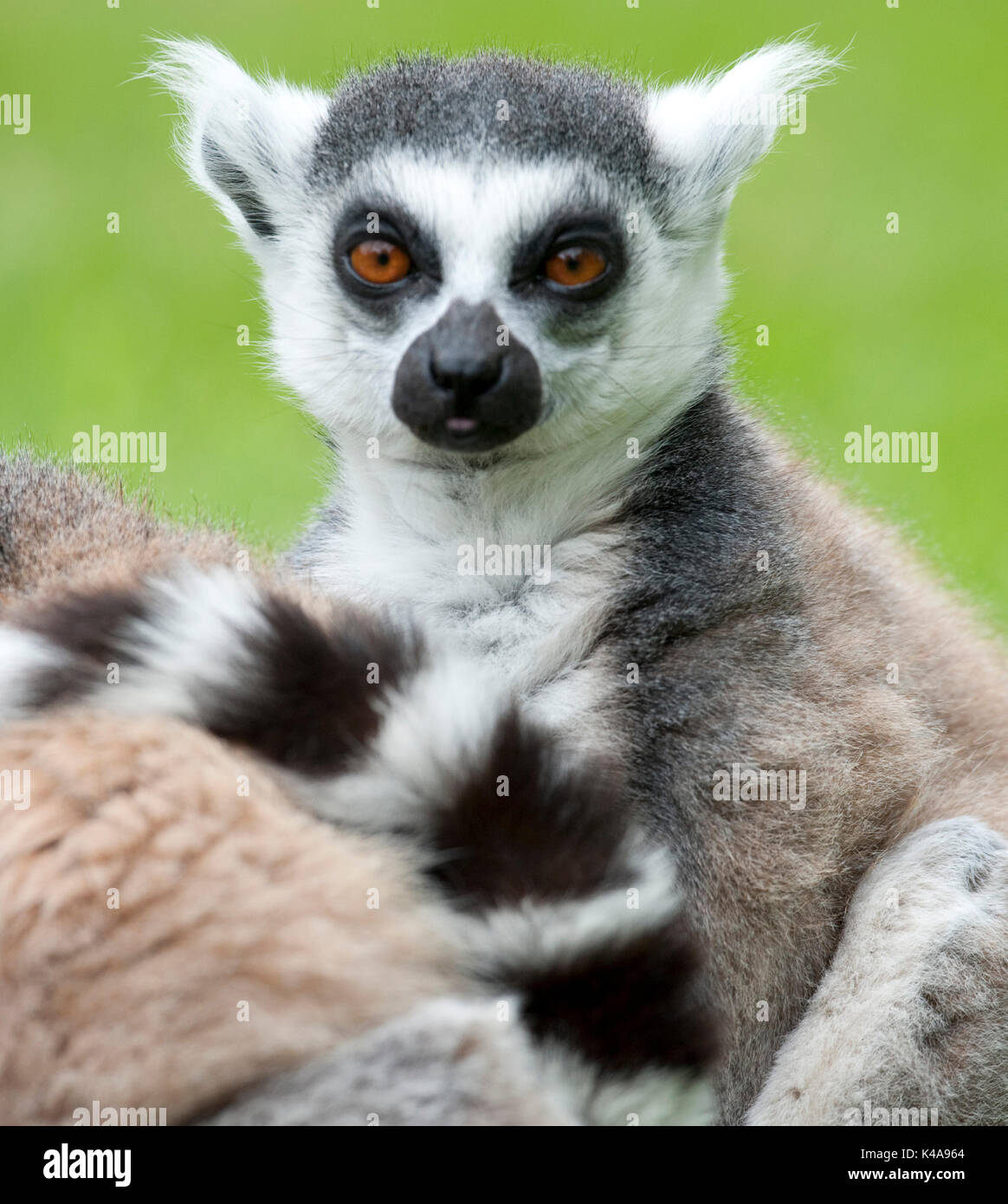 Ring Tailed Lemur, Lemur catta, captive, endemic to the island of ...