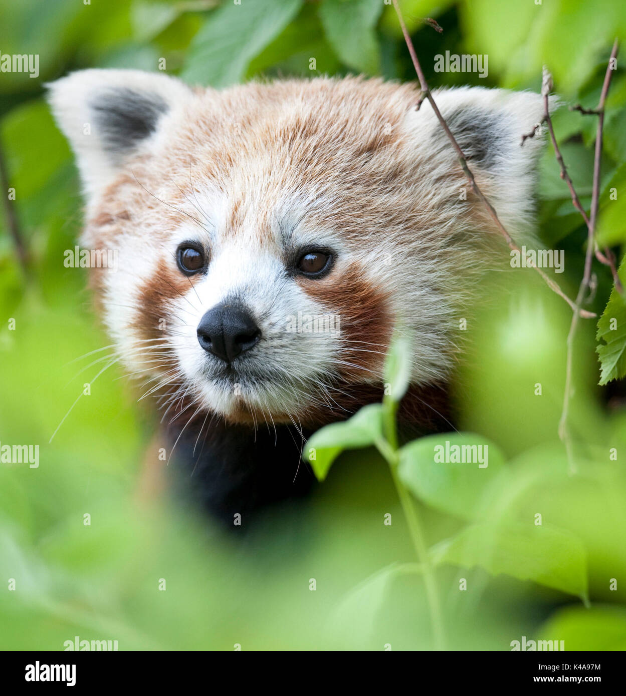 Red Panda, Ailurus fulgens, Captive, China, lesser panda and red cat ...