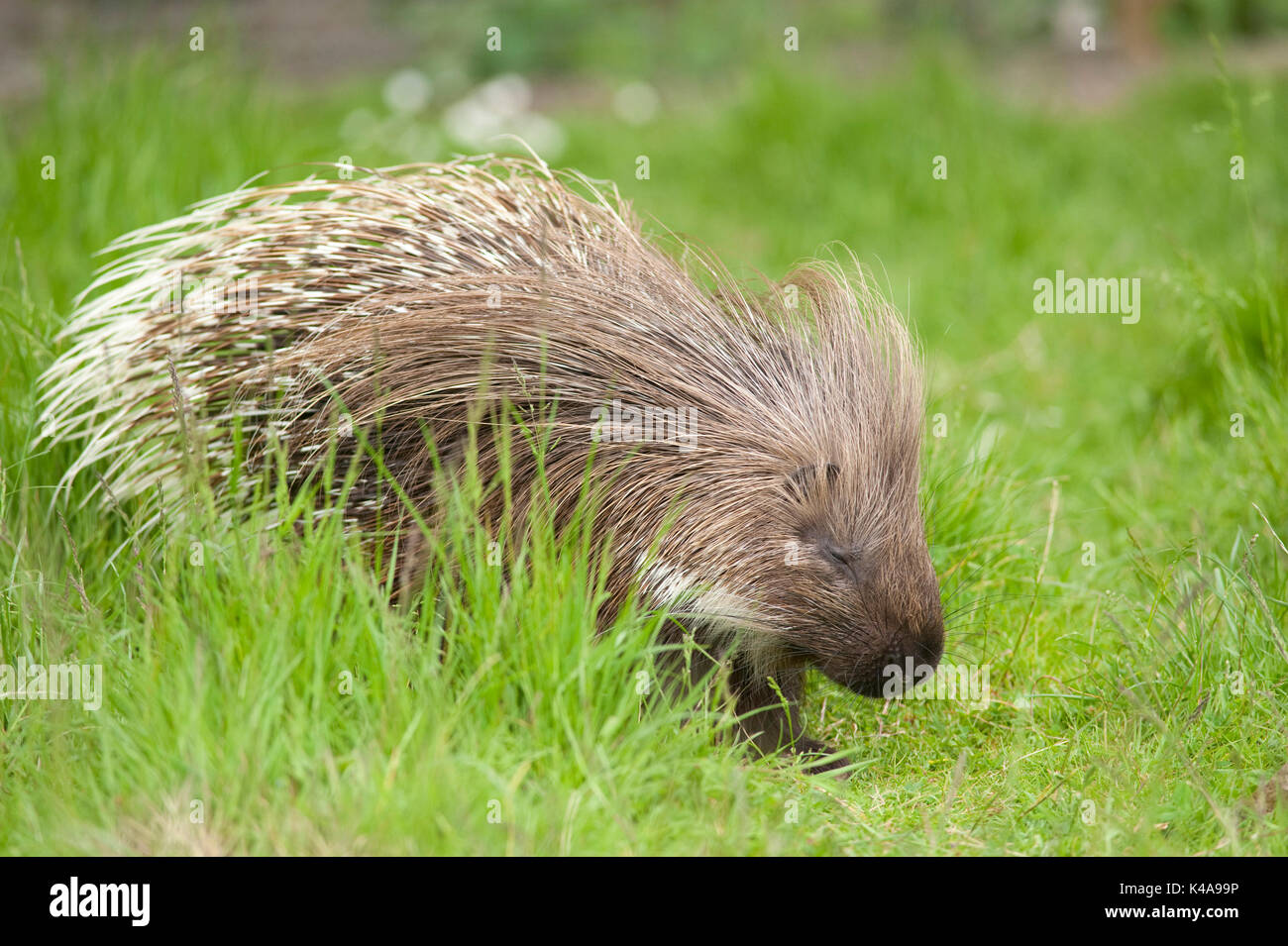 African Crested Porcupine, Hystris cristata, Captive, Africa, showing ...