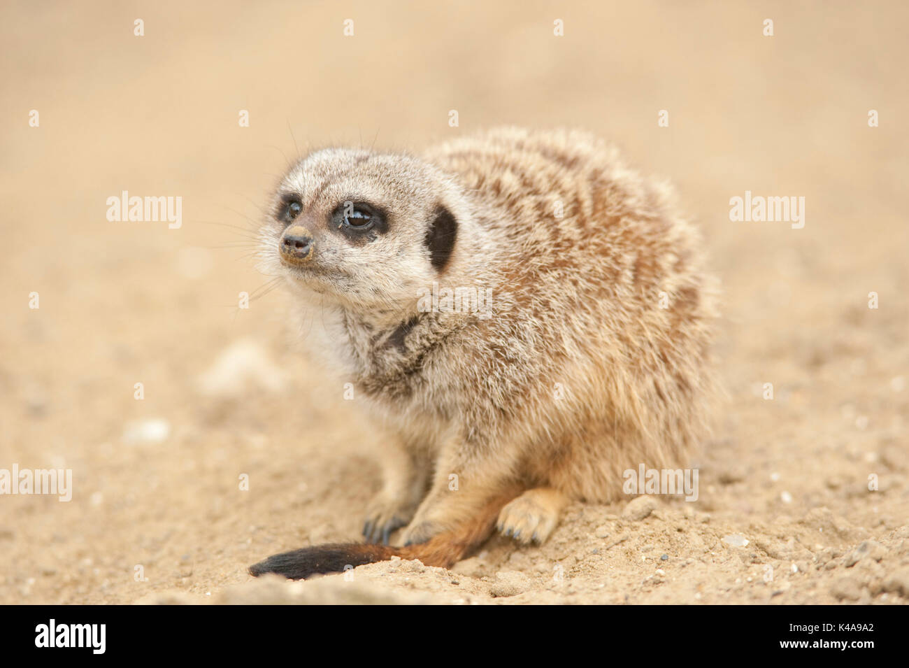 Meerkat or Suricate, Suricata suricatta, Captive, Kalahari Desert in ...