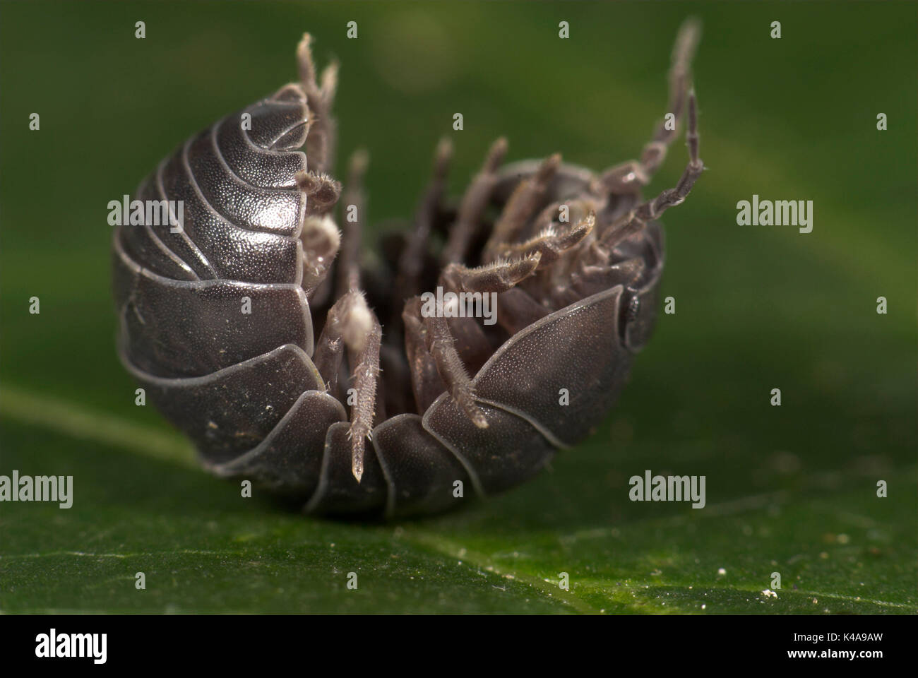 Pill woodlice hi-res stock photography and images - Alamy