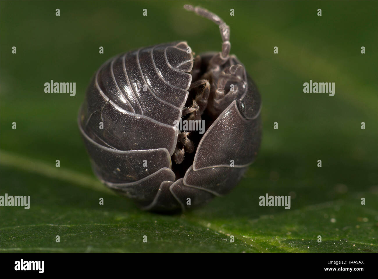 Sequence of legs hi-res stock photography and images - Alamy