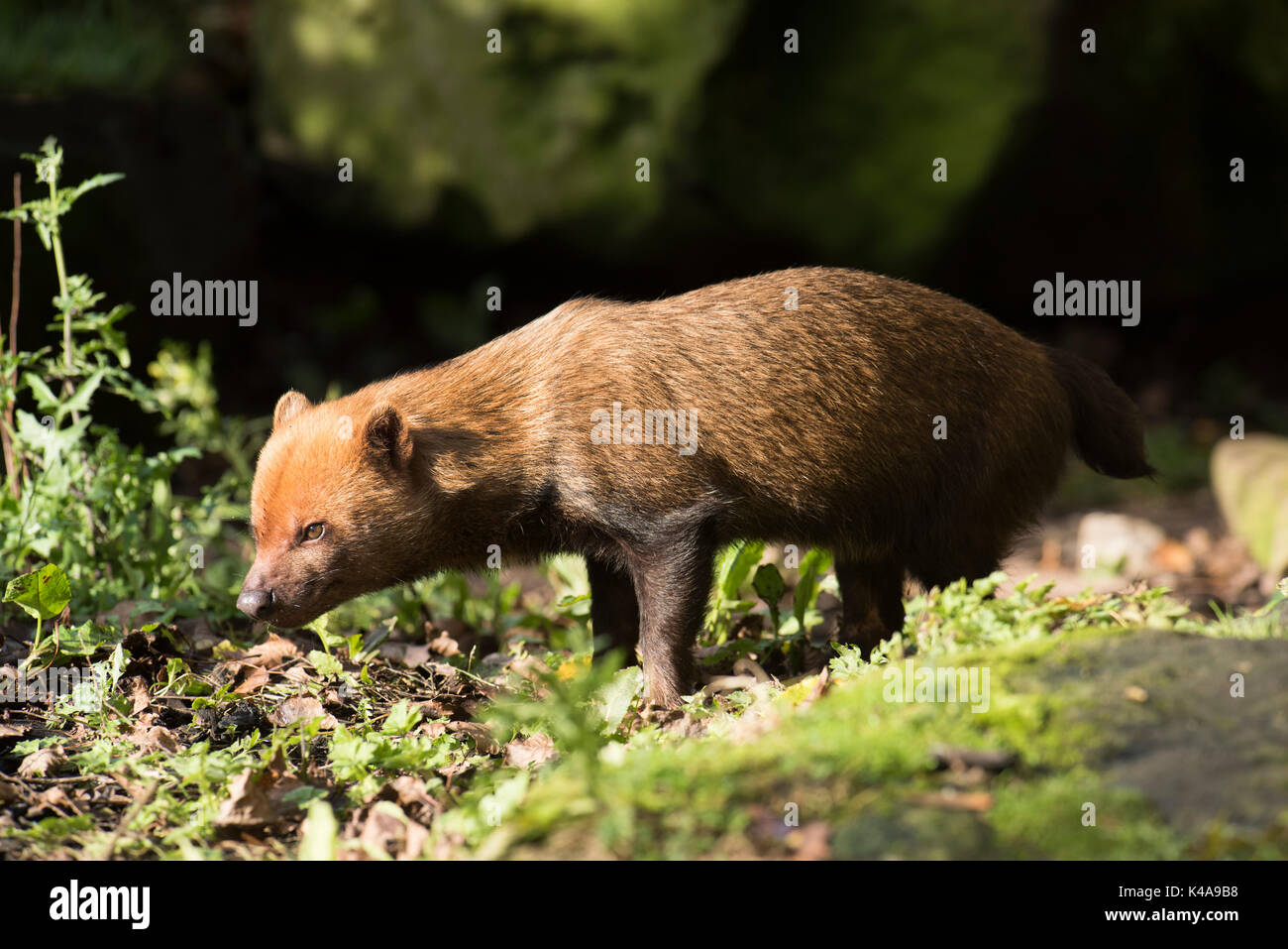 Bush Dog, Speothos venaticus, South America, Captive, members of the ...