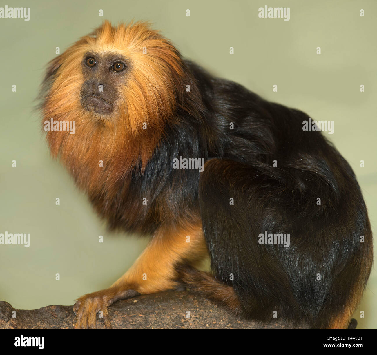 Tamarin leontopithecus chrysomelas hi-res stock photography and images ...