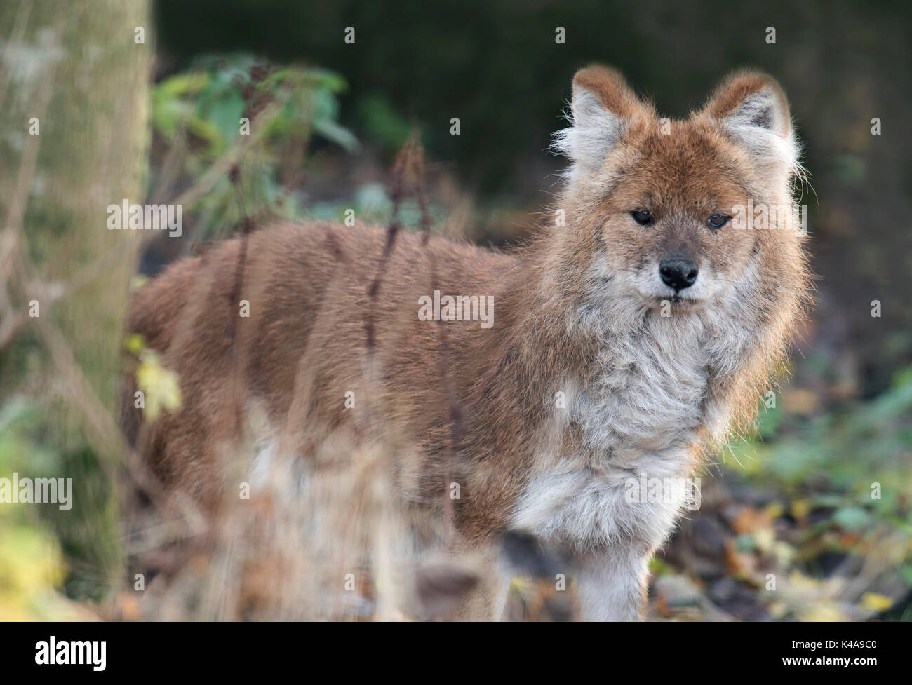 Dhole, Cuon alpinus, Asia, Captive, standing looking at camera, species ...
