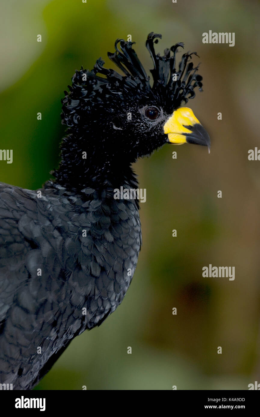Great Curassow, Crax rubra, South America, Rainforest bird, rare ...