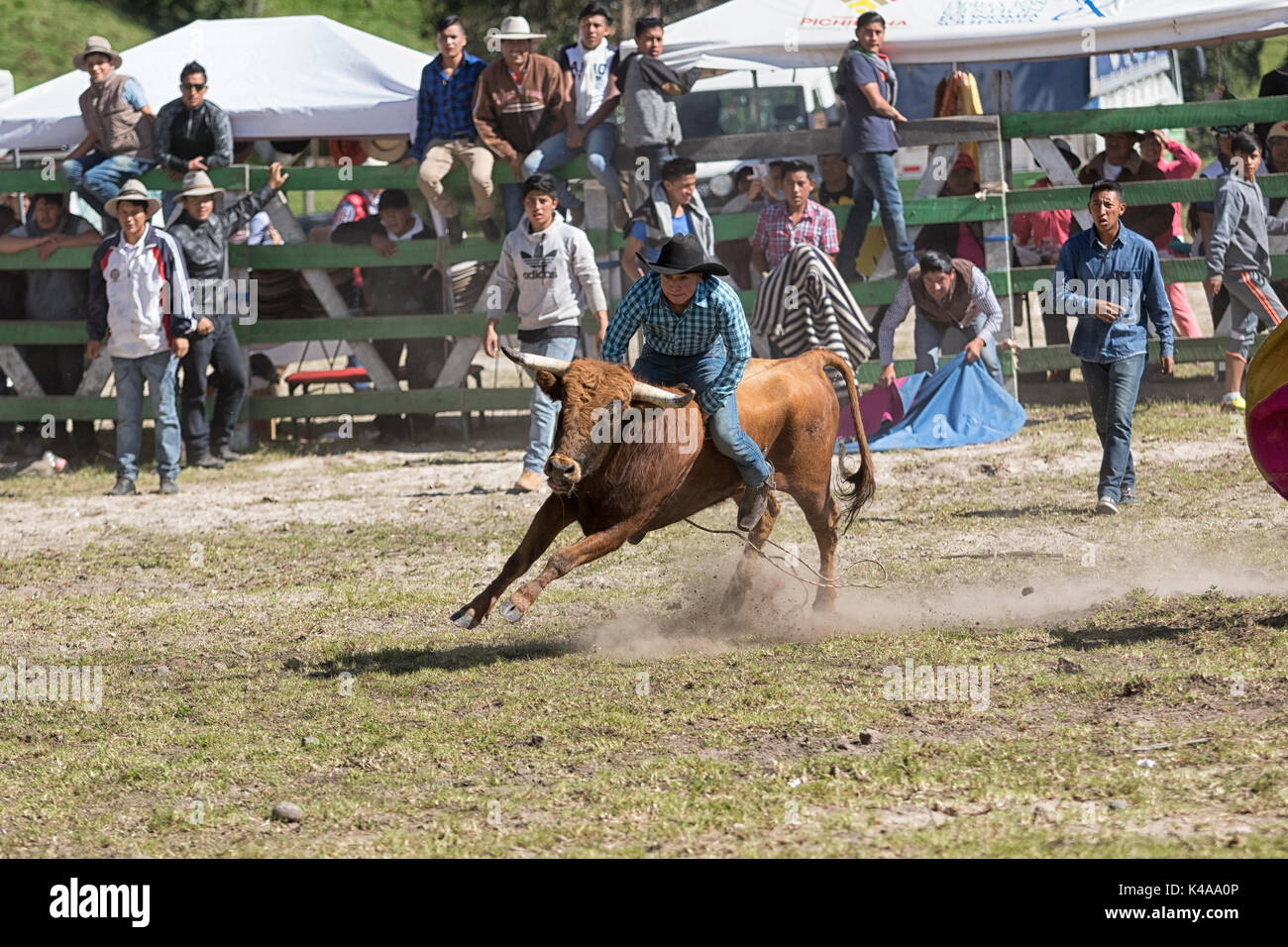 May 28, 2017 Sangolqui, Ecuador: young cowboy riding bull bareback at a ...