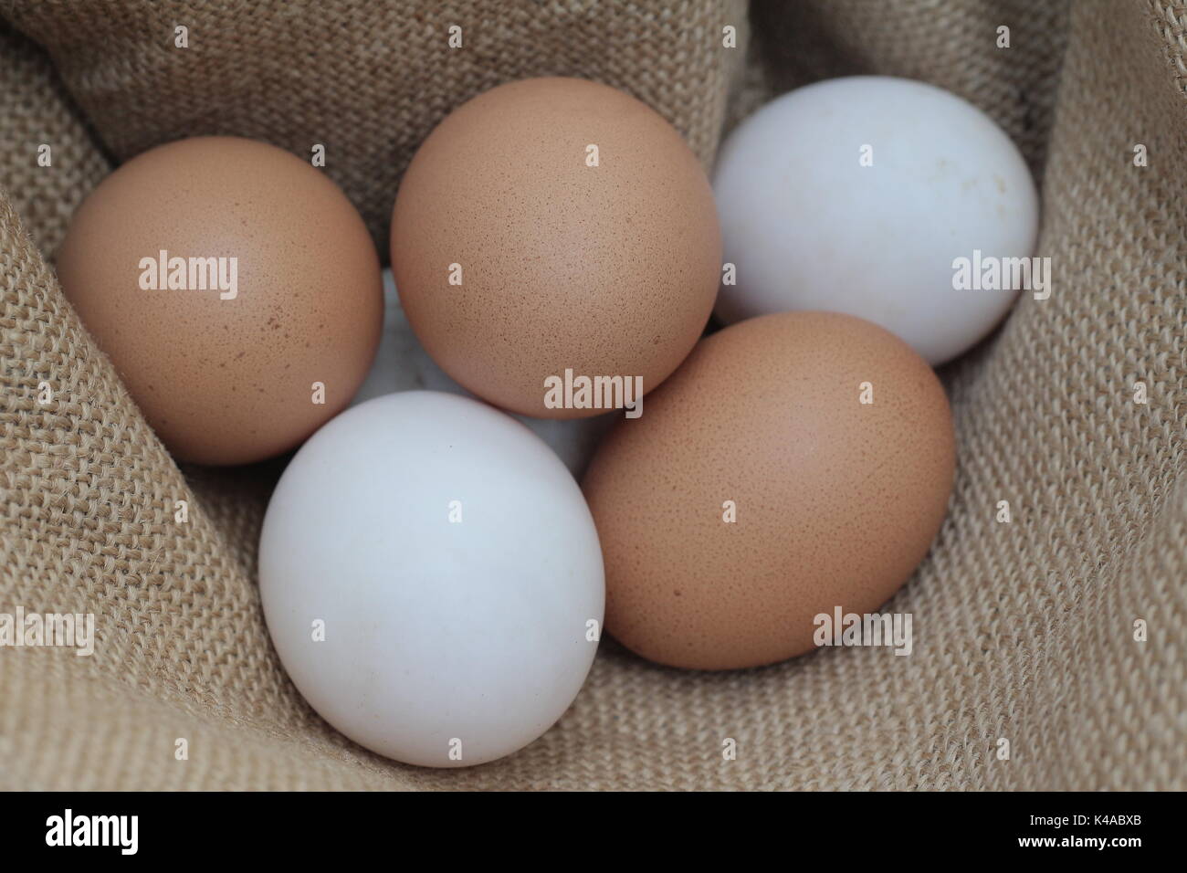 fresh hens eggs Stock Photo - Alamy
