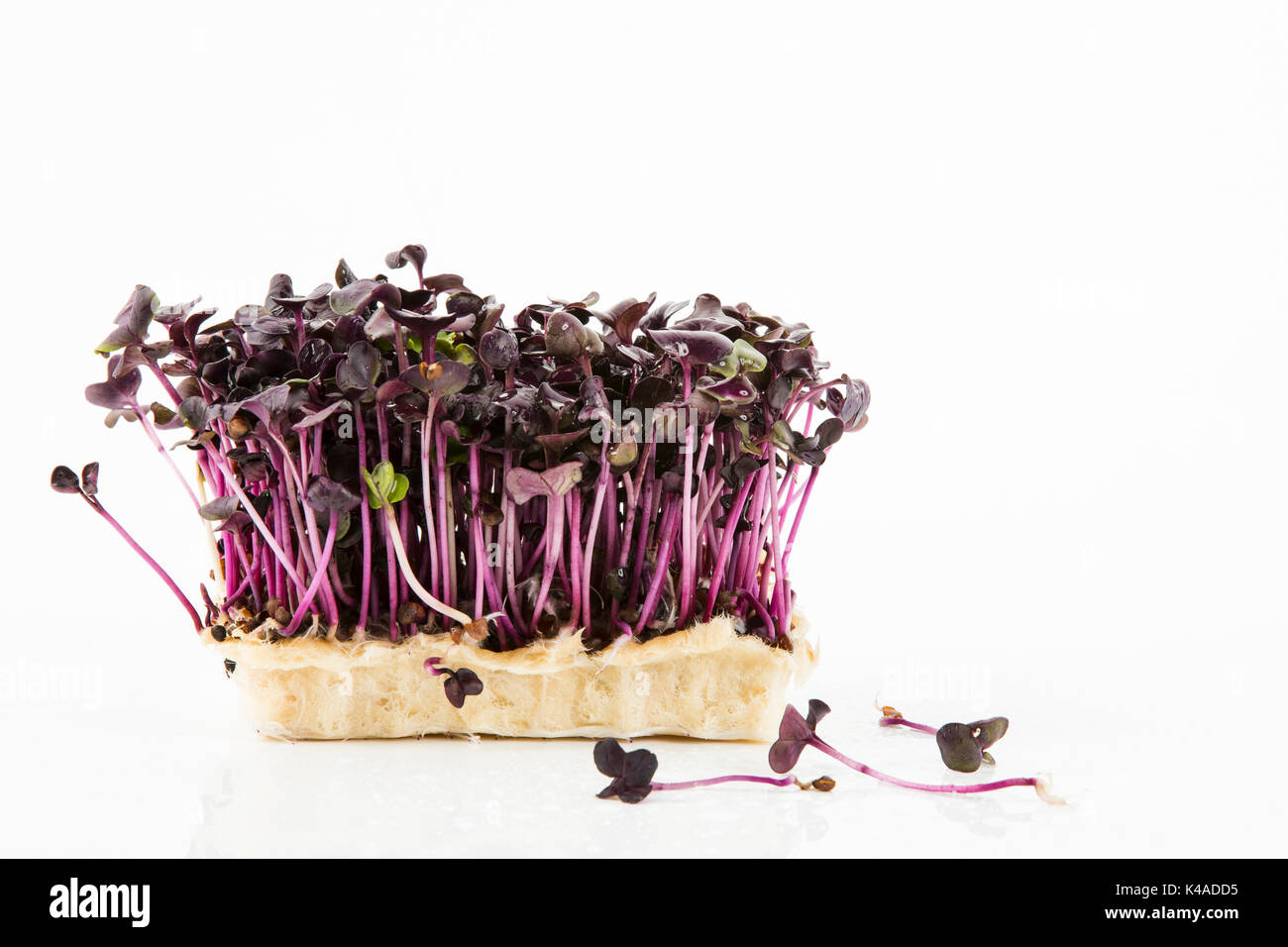 Cress cross hi-res stock photography and images - Alamy