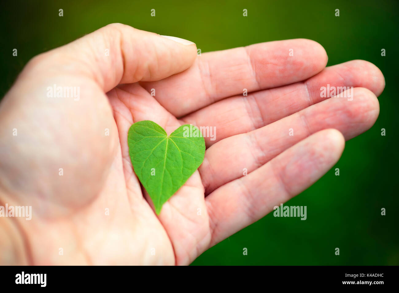 Shaped leaf hi-res stock photography and images - Alamy